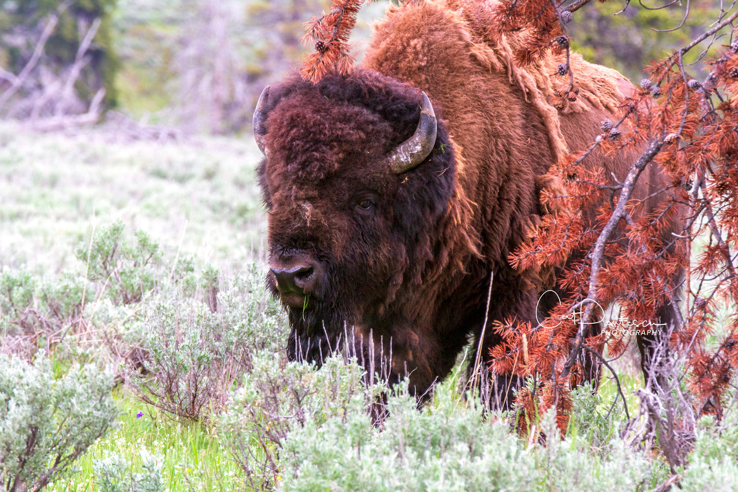 BUFFALO – Cat Pentescu Photography