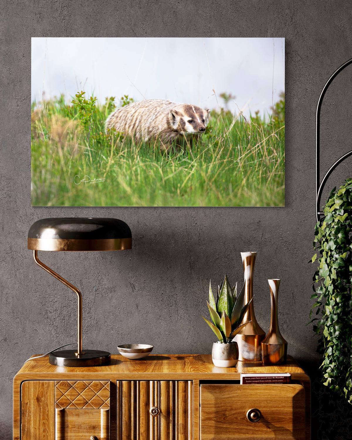 AMERICA'S BADGER – Cat Pentescu Photography