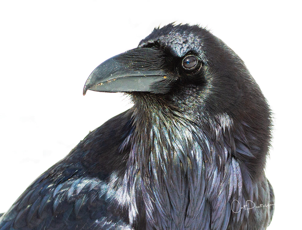 Note Cards - RAVING RAVEN – Cat Pentescu Photography
