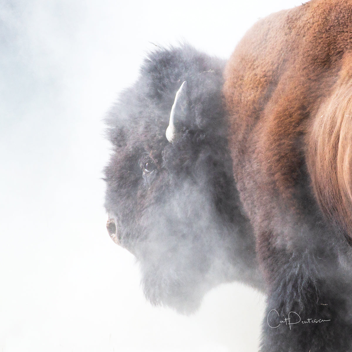 BUFFALO LORE – Cat Pentescu Photography