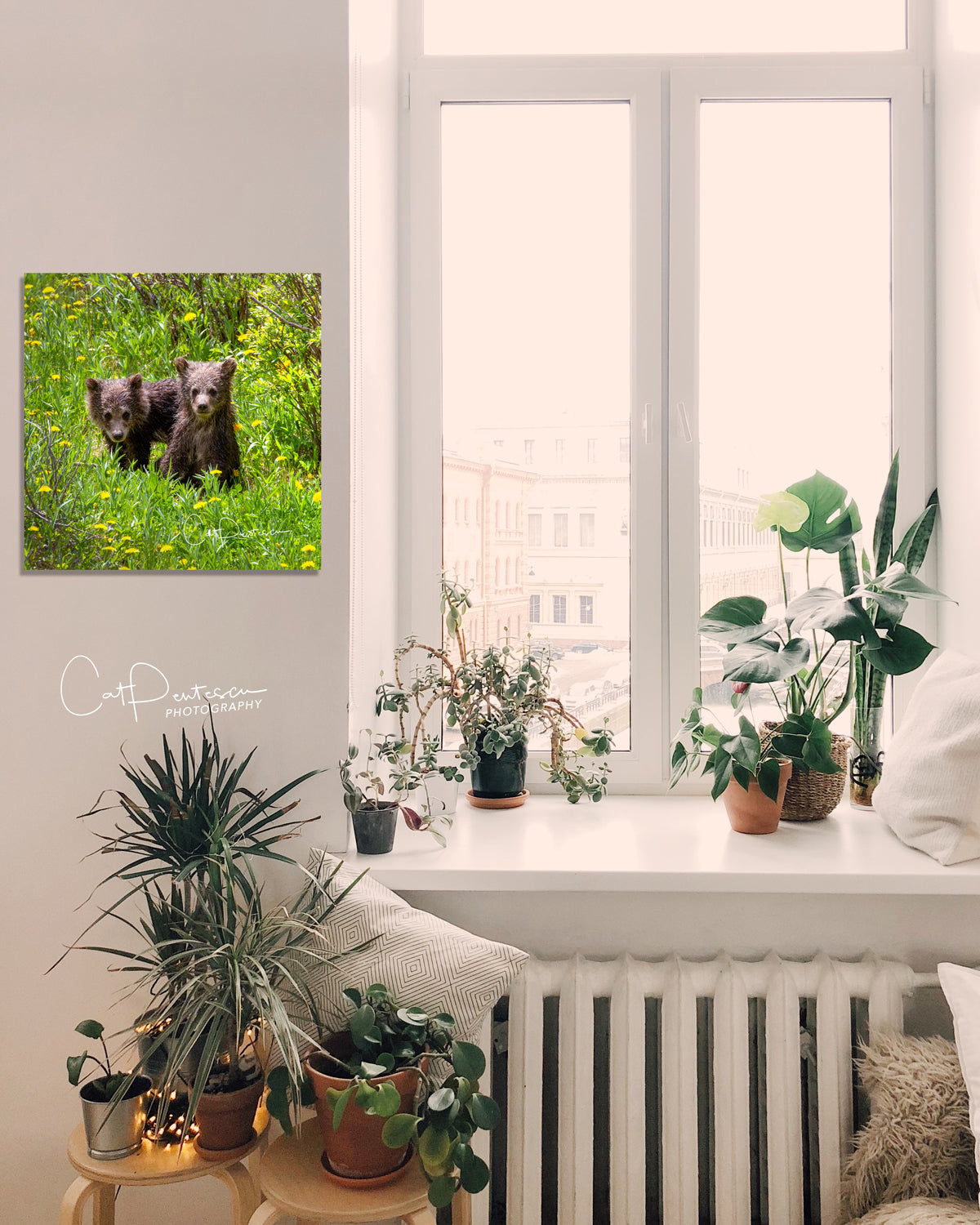 BEAR – Cat Pentescu Photography