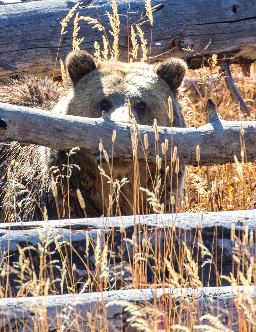 Note Cards - LOGGER – Cat Pentescu Photography